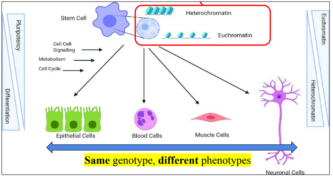 IBDP Biology 2025 SL&HL: D2.2 Gene expression Study Notes