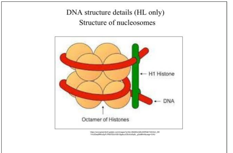 IBDP Biology 2025 SL&HL: D2.2 Gene expression Study Notes
