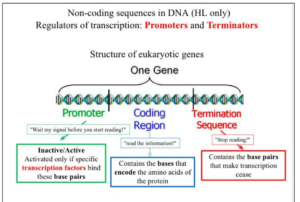 IBDP Biology 2025 SL&HL: D2.2 Gene expression Study Notes