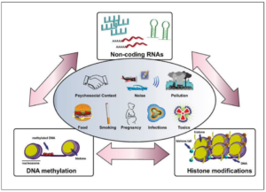 IBDP Biology 2025 SL&HL: D2.2 Gene expression Study Notes