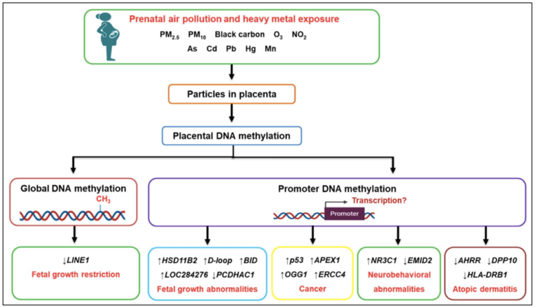 IBDP Biology 2025 SL&HL: D2.2 Gene expression Study Notes