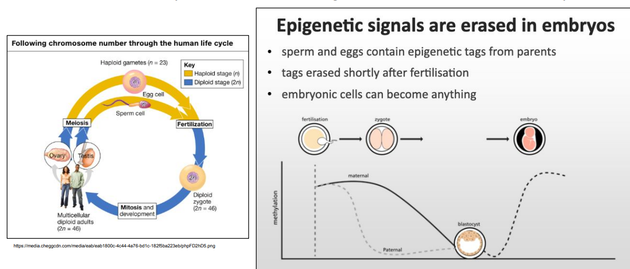IBDP Biology 2025 SL&HL: D2.2 Gene expression Study Notes