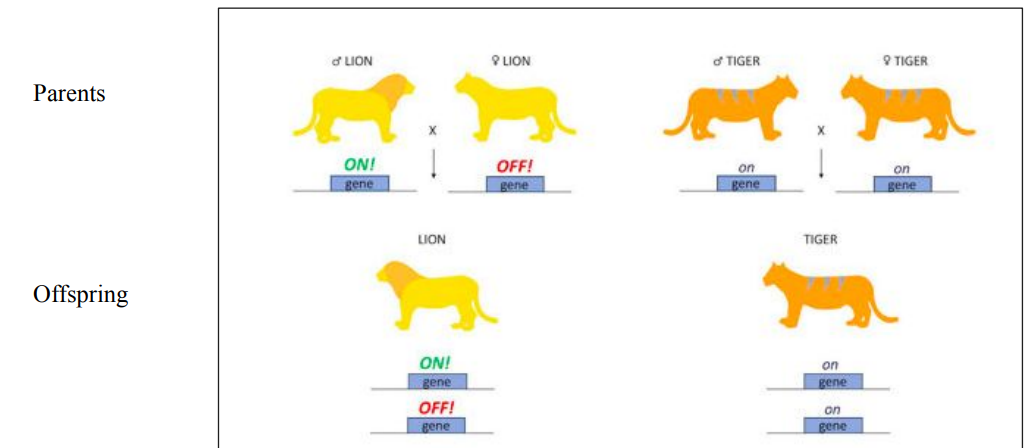 IBDP Biology 2025 SL&HL: D2.2 Gene expression Study Notes