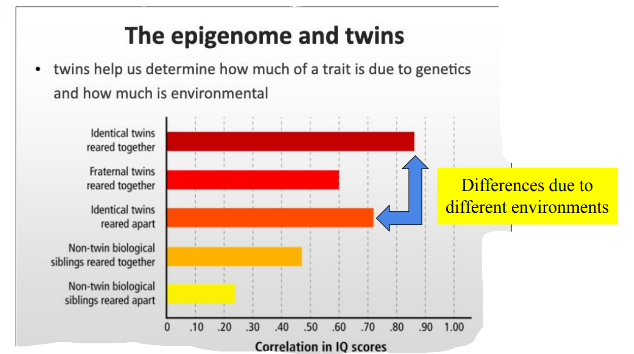 IBDP Biology 2025 SL&HL: D2.2 Gene expression Study Notes