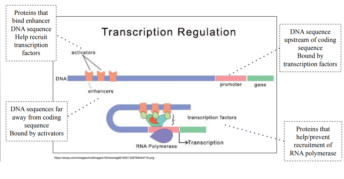 IBDP Biology 2025 SL&HL: D2.2 Gene expression Study Notes