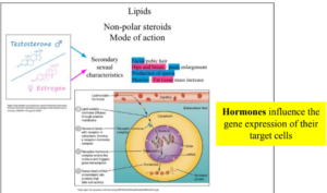 IBDP Biology 2025 SL&HL: D2.2 Gene expression Study Notes