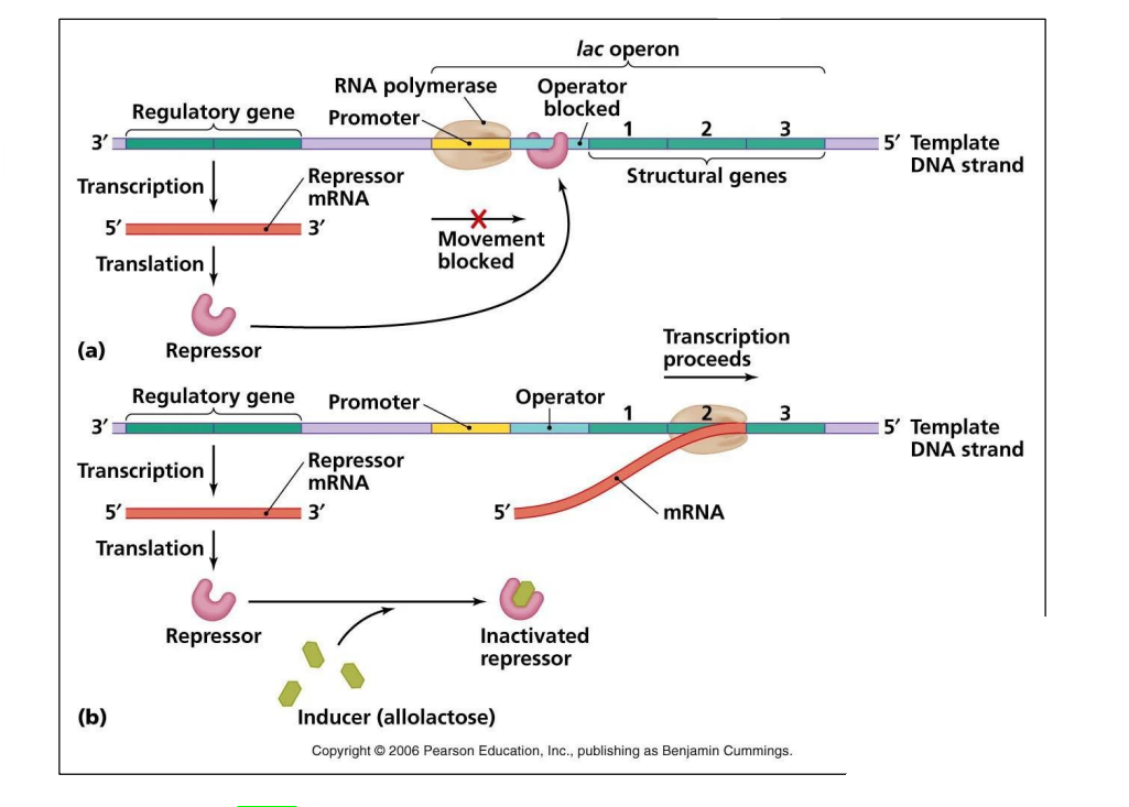 IBDP Biology 2025 SL&HL: D2.2 Gene expression Study Notes
