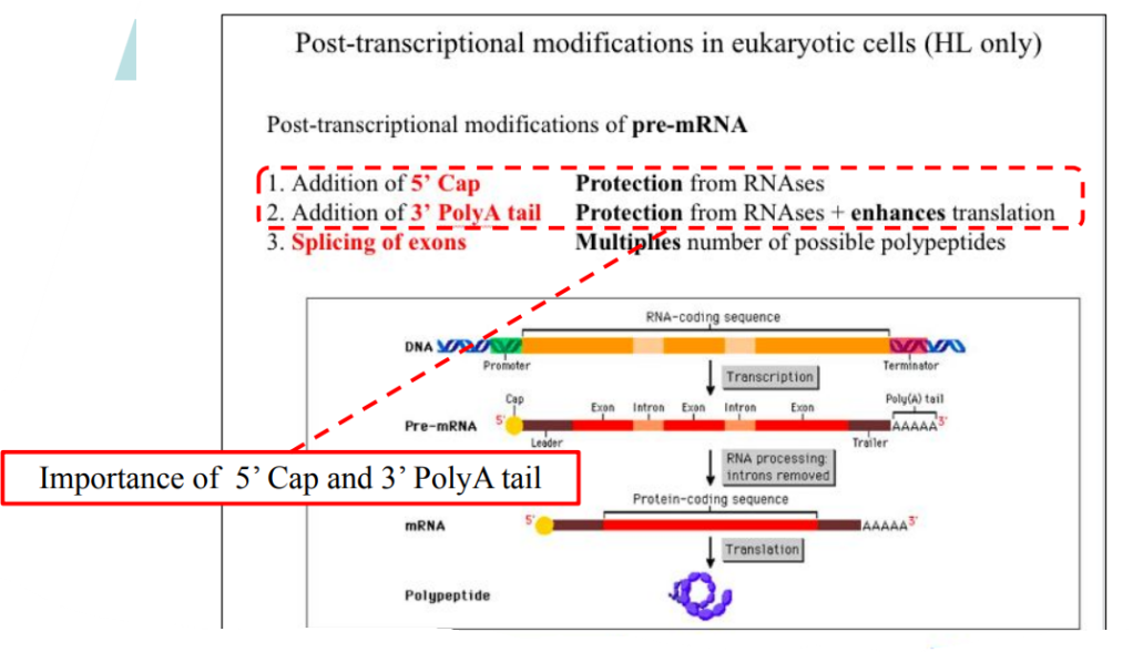 IBDP Biology 2025 SL&HL: D2.2 Gene expression Study Notes