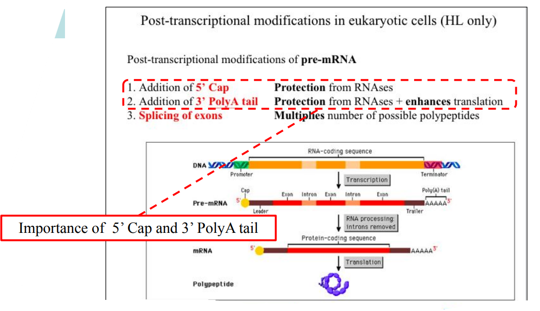 IBDP Biology 2025 SL&HL: D2.2 Gene expression Study Notes