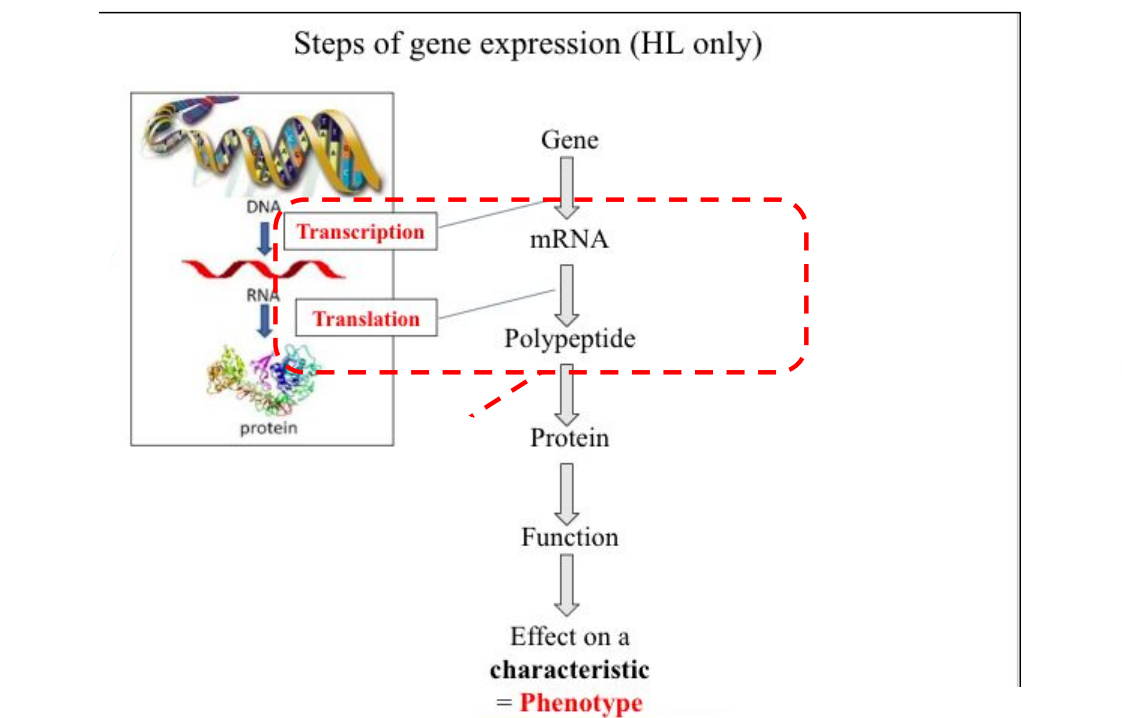 IBDP Biology 2025 SL&HL: D2.2 Gene expression Study Notes