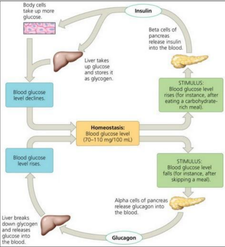 IB DP Biology D3.3 Homeostasis Study Notes