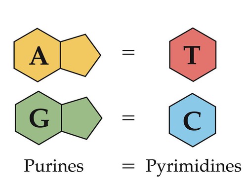 IBDP Biology 2025 SL&HL: A1.2 Nucleic acids Study Notes