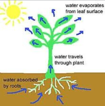 IBDP Biology 2025 SL&HL: A1.1 Water Study Notes