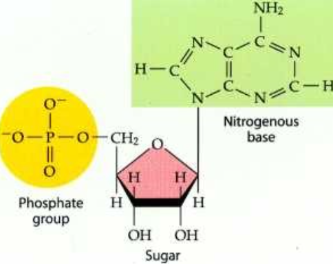 IBDP Biology 2025 SL&HL: A1.2 Nucleic acids Study Notes