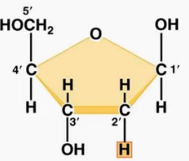 IBDP Biology 2025 SL&HL: A1.2 Nucleic acids Study Notes