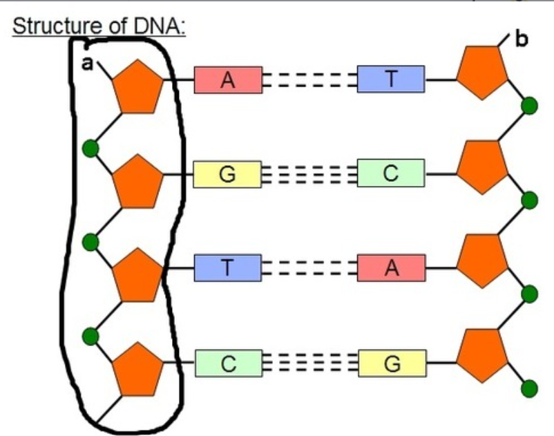 IBDP Biology 2025 SL&HL: A1.2 Nucleic acids Study Notes