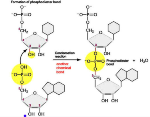 IBDP Biology 2025 SL&HL: A1.2 Nucleic acids Study Notes