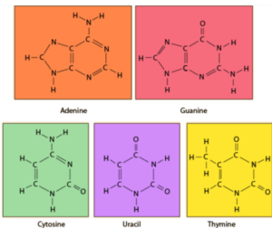 IBDP Biology 2025 SL&HL: A1.2 Nucleic acids Study Notes
