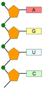 IBDP Biology 2025 SL&HL: A1.2 Nucleic acids Study Notes