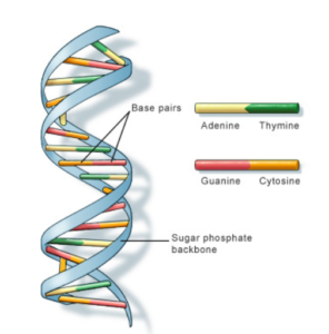 IBDP Biology 2025 SL&HL: A1.2 Nucleic acids Study Notes