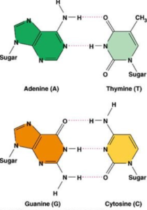 IBDP Biology 2025 SL&HL: A1.2 Nucleic acids Study Notes