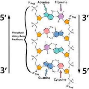 IBDP Biology 2025 SL&HL: A1.2 Nucleic acids Study Notes