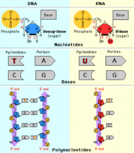 IBDP Biology 2025 SL&HL: A1.2 Nucleic acids Study Notes