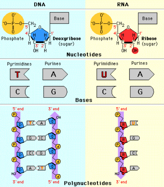 IBDP Biology 2025 SL&HL: A1.2 Nucleic acids Study Notes