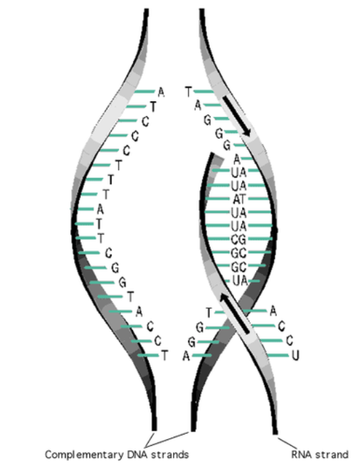 IBDP Biology 2025 SL&HL: A1.2 Nucleic acids Study Notes
