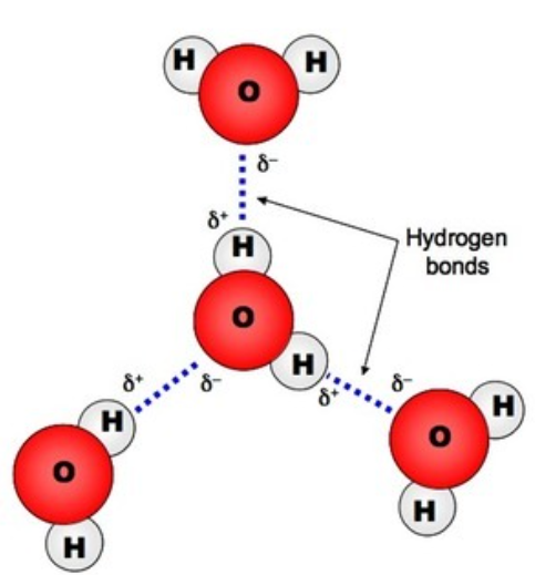 IBDP Biology 2025 SL&HL: A1.1 Water Study Notes