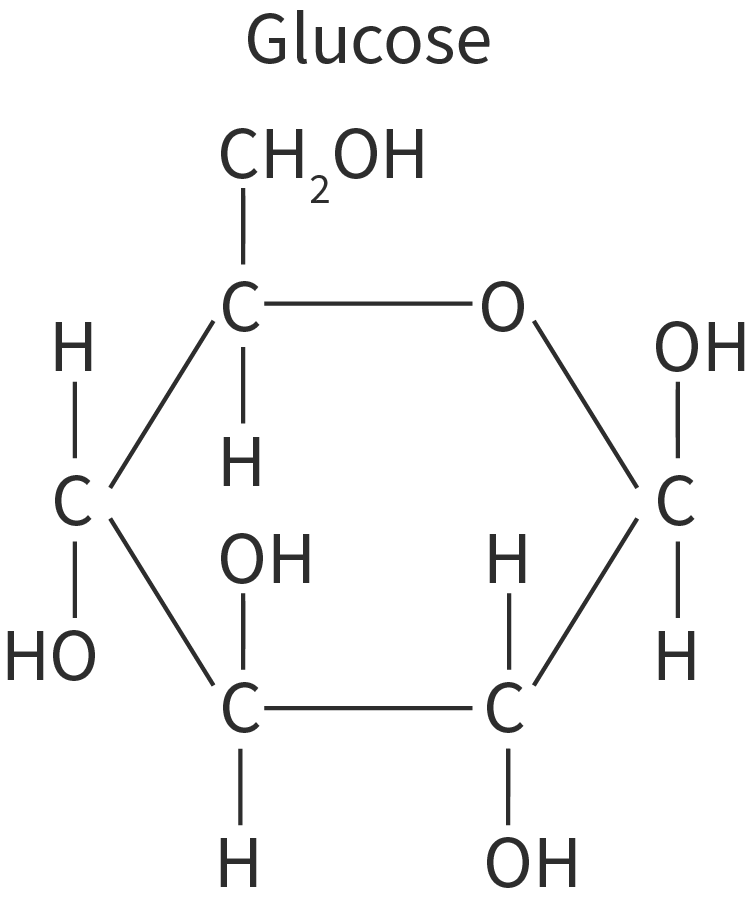 IBDP Biology 2025 SL&HL: B1.1 Carbohydrate and Lipid Study Notes