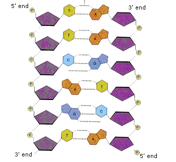 IBDP Biology 2025 SL&HL: A1.2 Nucleic acids Study Notes