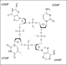 IBDP Biology 2025 SL&HL: A1.2 Nucleic acids Study Notes