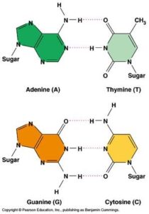 IBDP Biology 2025 SL&HL: A1.2 Nucleic acids Study Notes