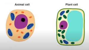 MYP Biology Cell Structure and function Practice Questions