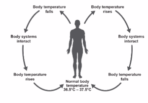 IB MYP Biology homeostasis Practice Questions