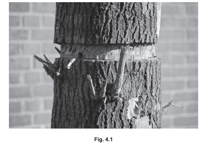 iGCSE Biology (0610)-8.4 Translocation - iGCSE Style Questions Paper 4