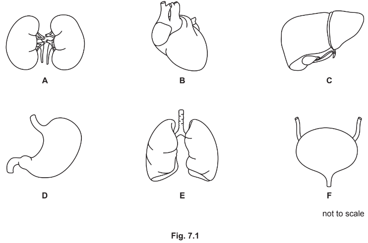 iGCSE Biology (0610)-13.1 Excretion in humans - iGCSE Style Questions ...