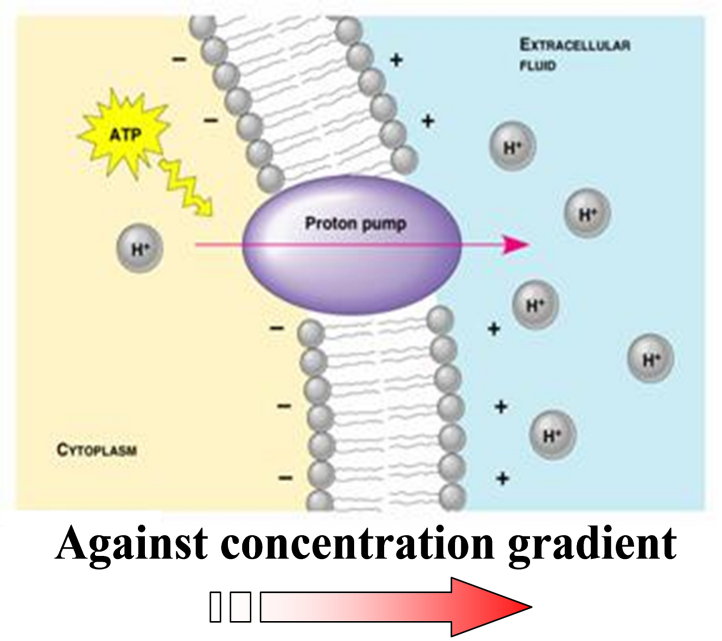 IB MYP Biology Movement and Transportation Study Notes - IBDP, MYP, AP ...