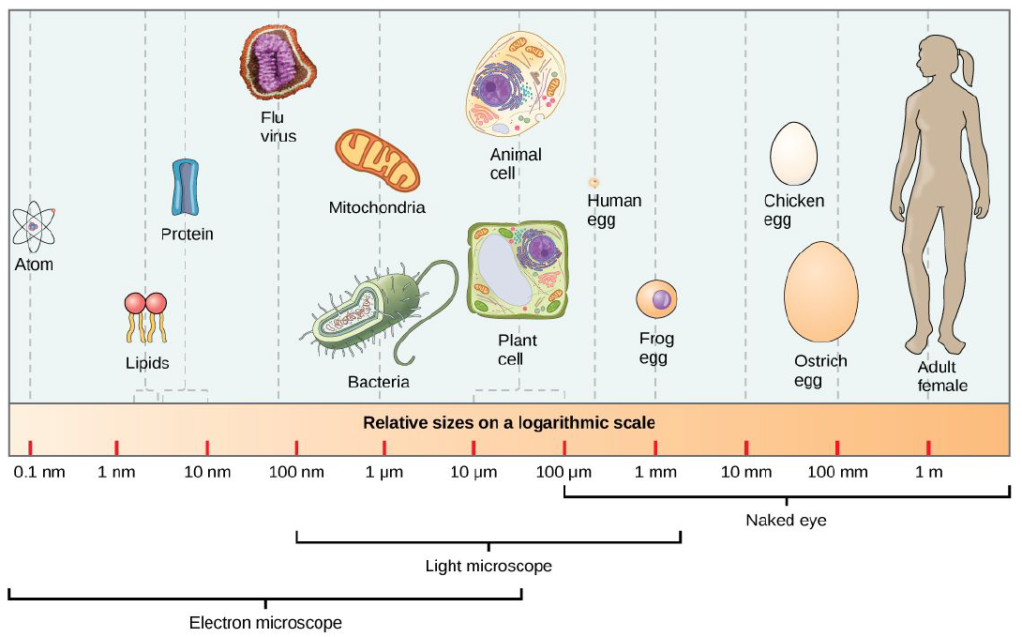 IB MYP Biology Cells Study Notes