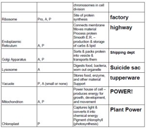 IB MYP Biology Cells Study Notes