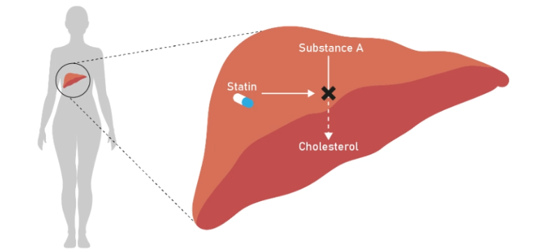 IB MYP Biology Circulation, transpiration and translocation Practice ...