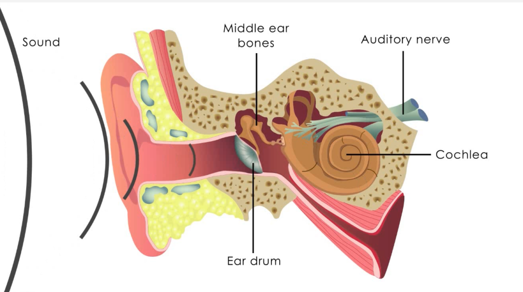 IB MYP Biology Cells Systems Practice Questions