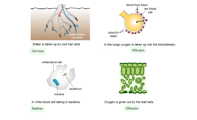 IB MYP Biology : Metabolism - diffusion Practice Question