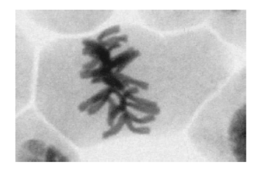 IB DP Biology D2.1 Cell and nuclear division-FA 2025- IB Style Question ...