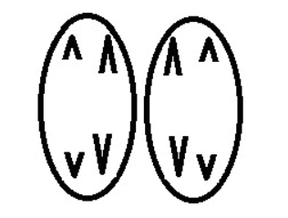 IB DP Biology D2.1 Cell and nuclear division-FA 2025- IB Style Question ...