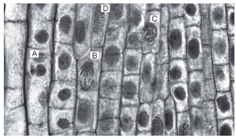 IB DP Biology D2.1 Cell and nuclear division-FA 2025- IB Style Question ...