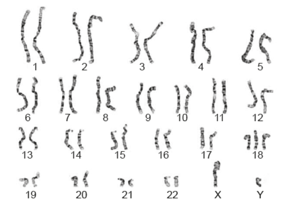 IB DP Biology D2.1 Cell and nuclear division-FA 2025- IB Style Question ...