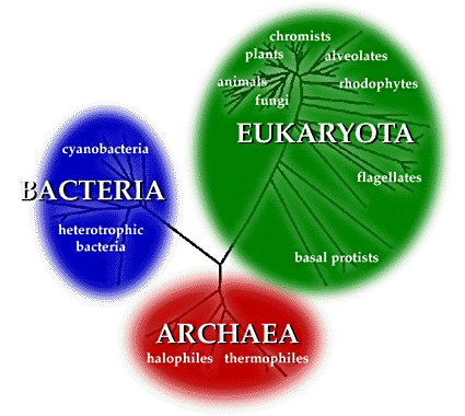 IB DP Biology HL A3.2 Classification and cladistics Flashcards