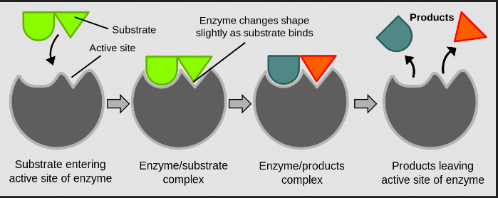 Enzymes Flashcards iGCSE Biology